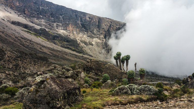What is unique about Kilimanjaro National Park - Mount Kilimanjaro ...